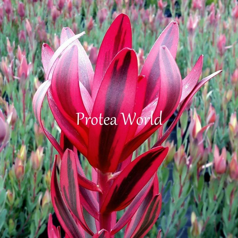 LEUCADENDRON Jester - ProteaPlantsOnline.com.au