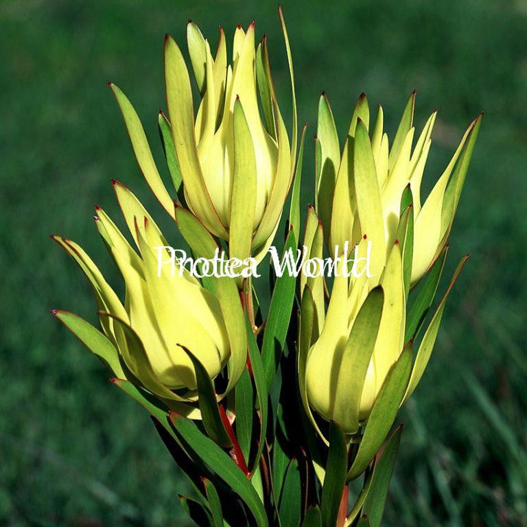 Protea Plants Online, Fill the Box FULL of Proteaceae Plants