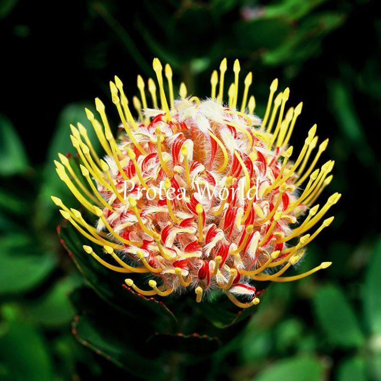 LEUCOSPERMUM Gold Fever - ProteaPlantsOnline.com.au