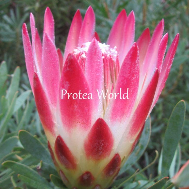 PROTEA White Repens - ProteaPlantsOnline.com.au
