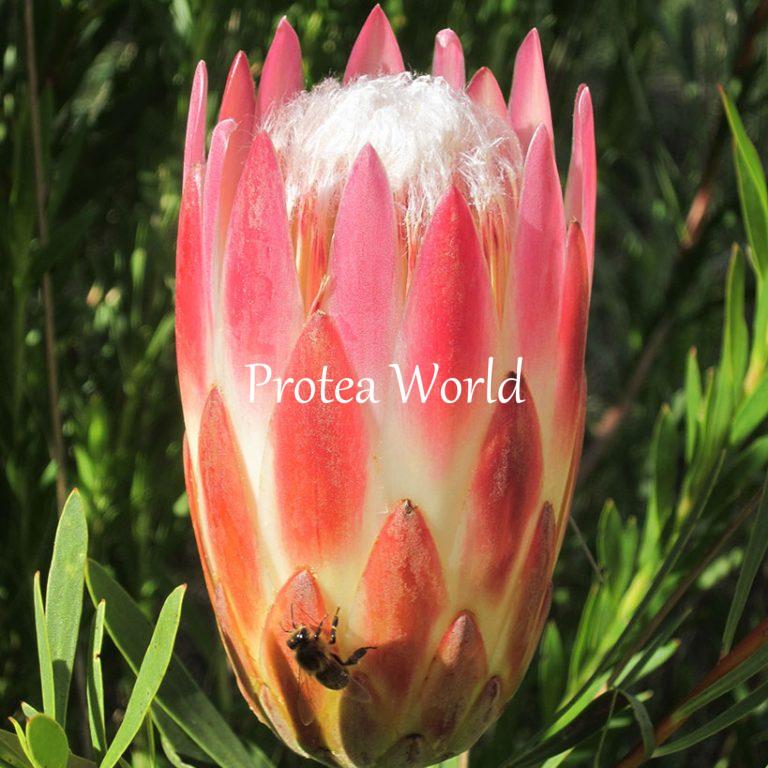 PROTEA Red Repens - ProteaPlantsOnline.com.au