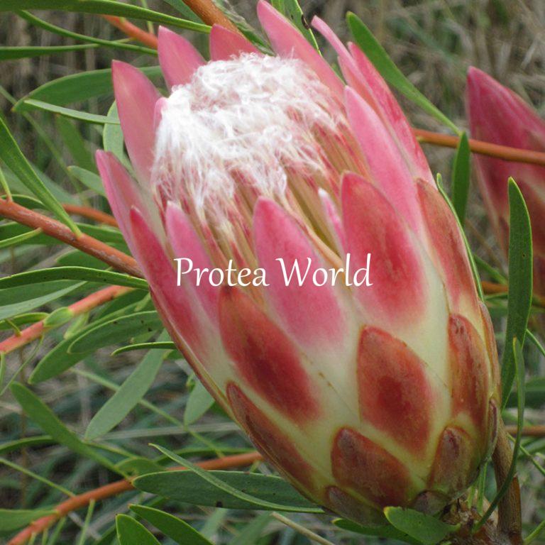 PROTEA Red Repens - ProteaPlantsOnline.com.au