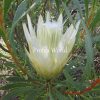 PROTEA White Repens - ProteaPlantsOnline.com.au