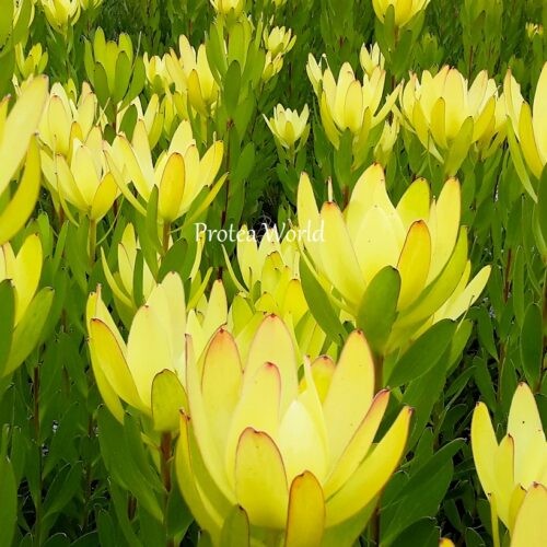 LEUCADENDRON Gold Strike - ProteaPlantsOnline.com.au