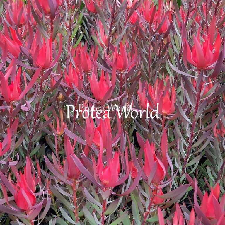 Protea Plants Online, Fill the Box FULL of Proteaceae Plants